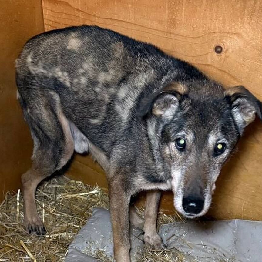 Взрослый пёс в добрые руки