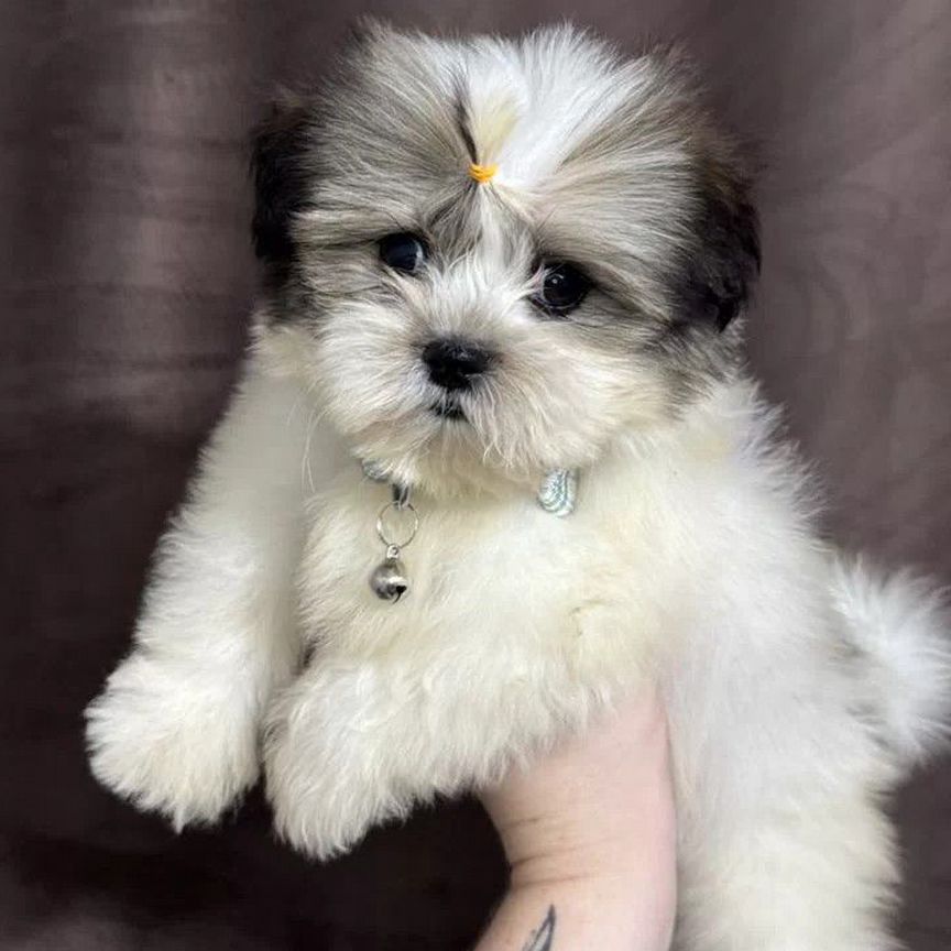 Мальтипу, щенок