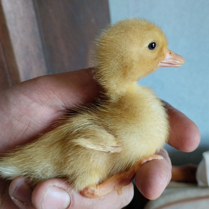 Утята Агидель