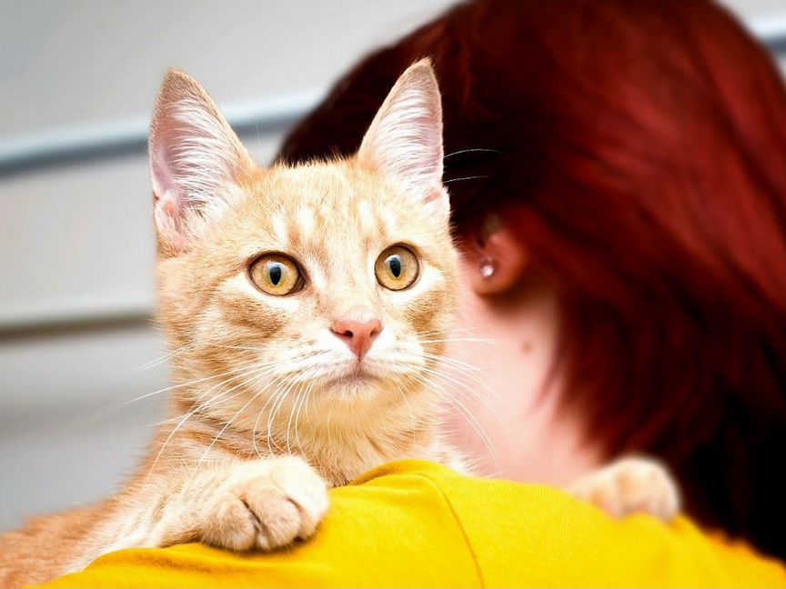 Солнечный кот Абрикос