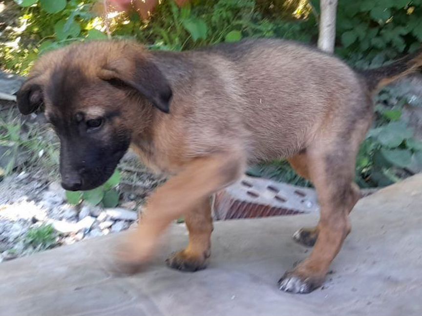 Щенки помесь бельгийской овчарки