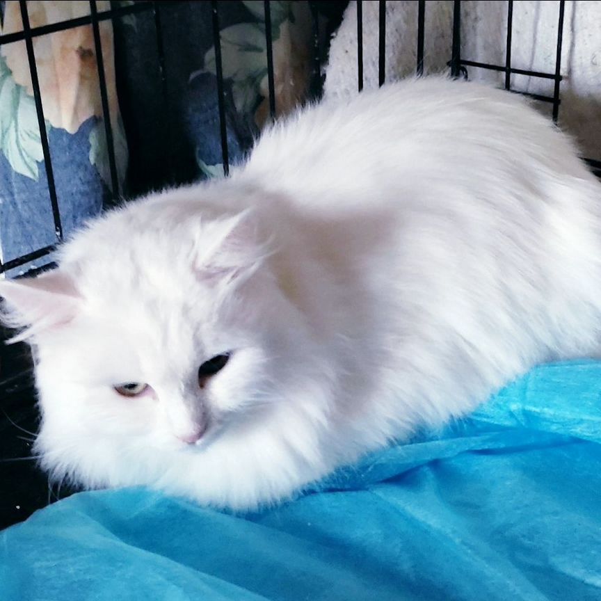 Кошка в добрые руки