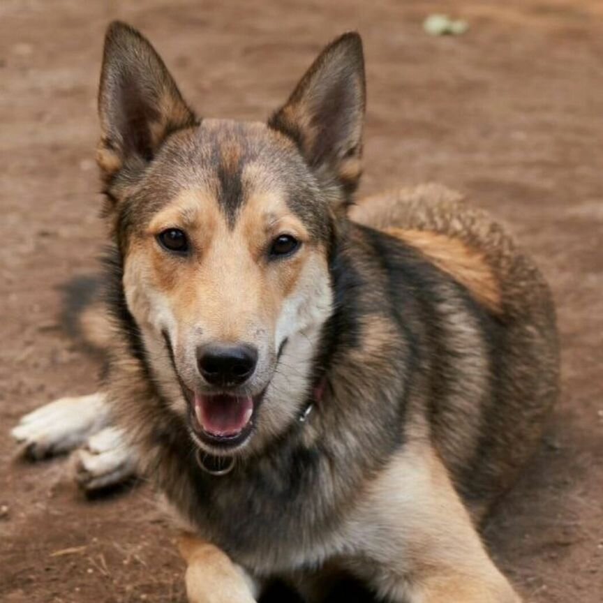 Собаки из приюта: Ронни в добрые руки