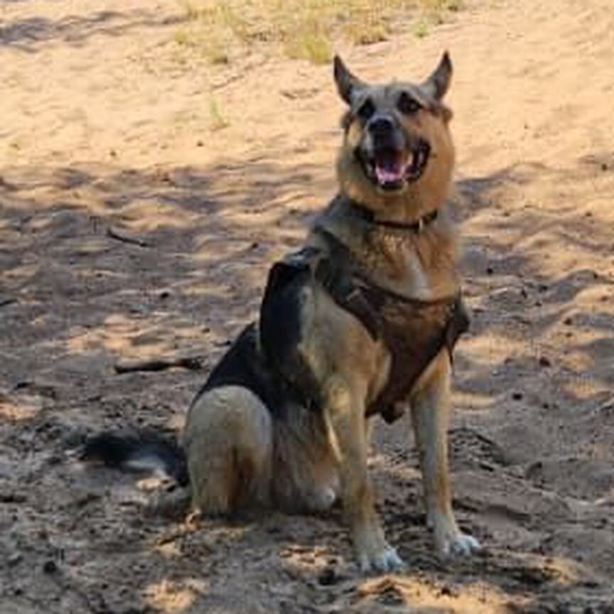 Взрослая собака в добрые руки