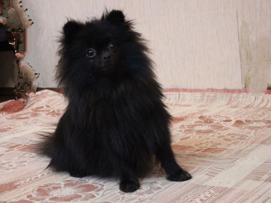 Щенки шпица