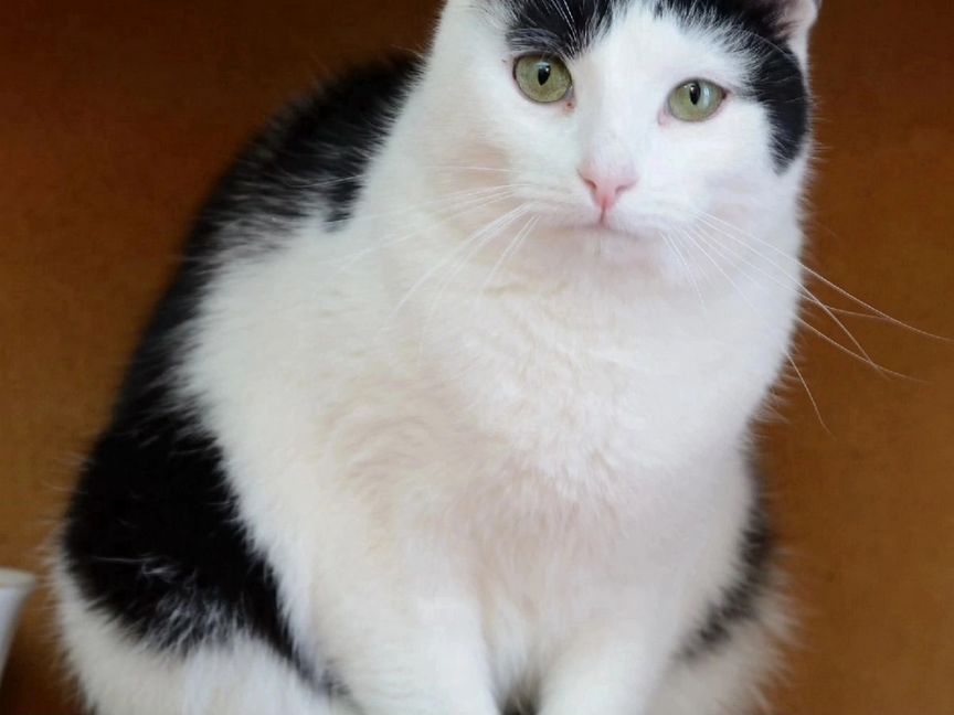 Черно- белая кошечка в поисках семьи
