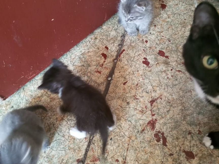 Котята в добрые руки бесплатно это мама их