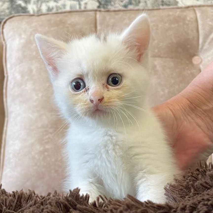 Отдам котят в хорошие руки