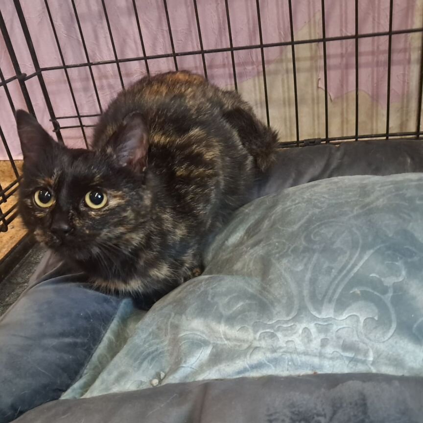 Русский голубой котёнок