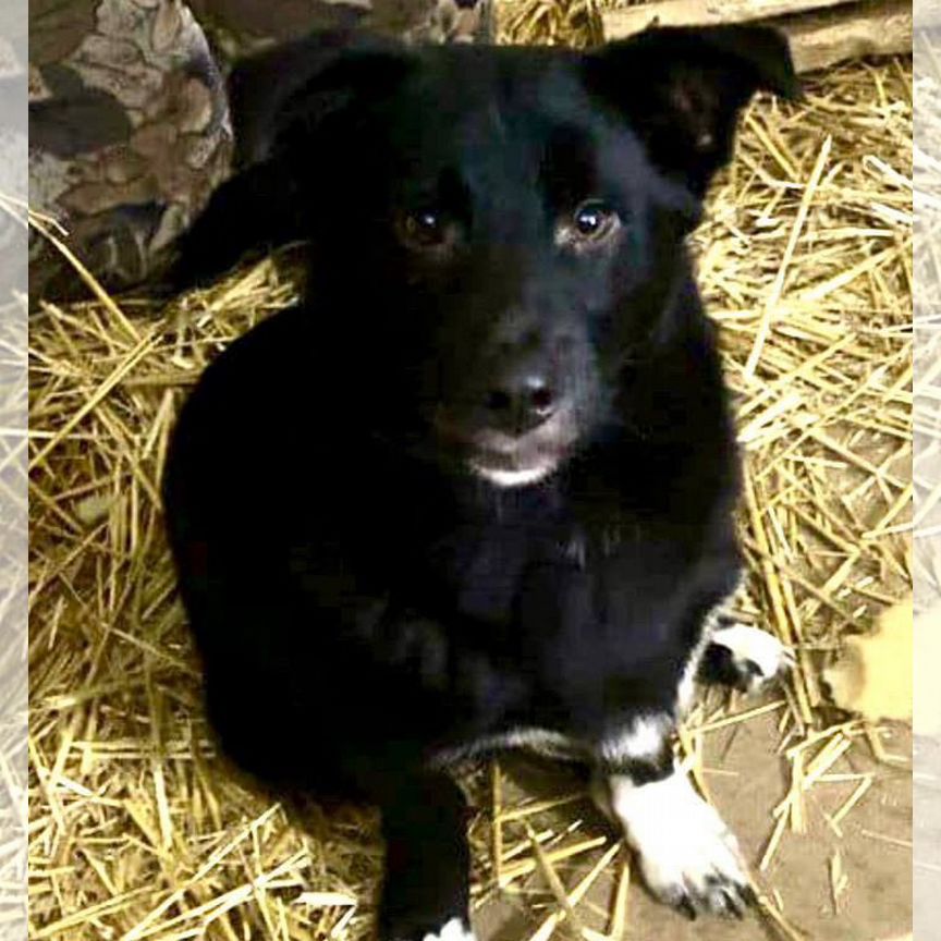 Щенок в добрые руки