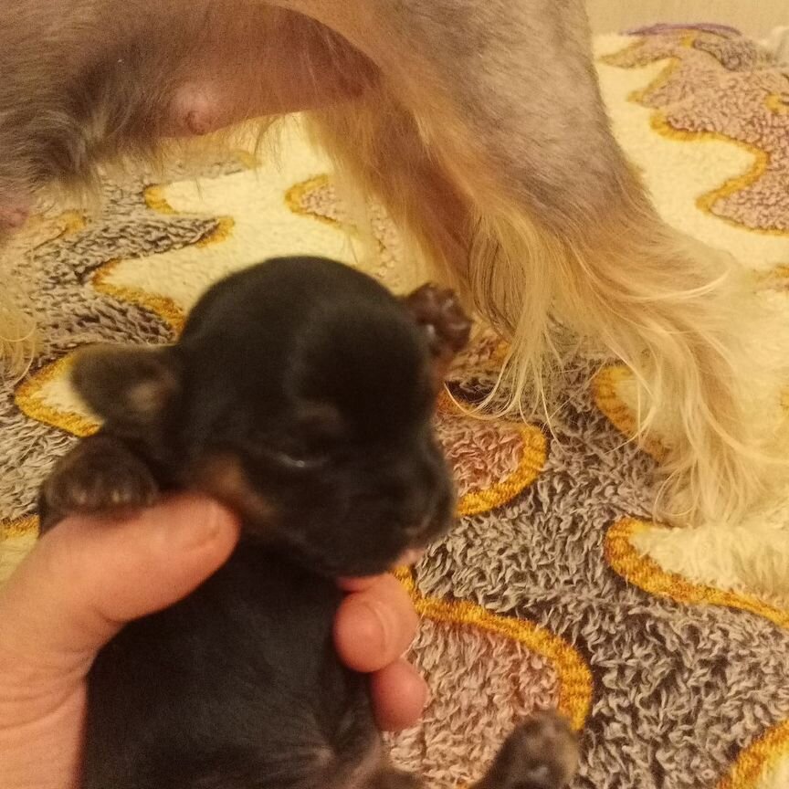 Йоркширский терьер, вязка