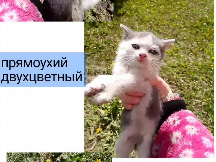 Эти чудесные, милые котята ищут себе дом
