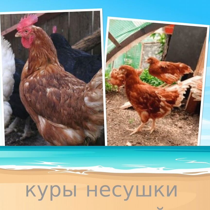 Куры несушки подрощенные