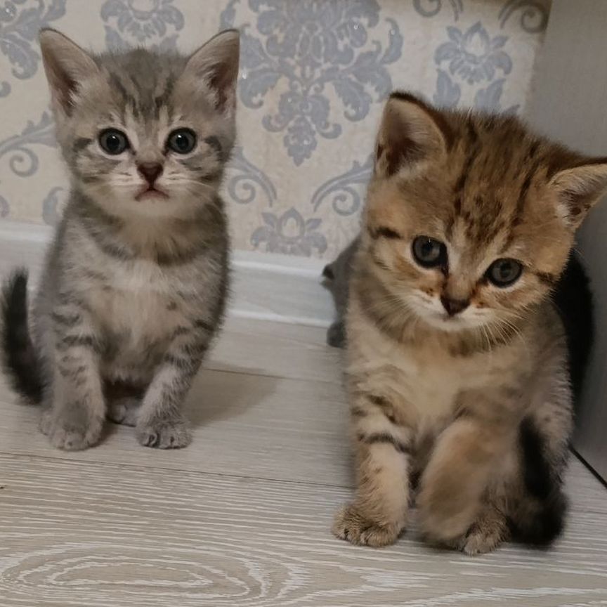 Шотландский прямоухий короткошёрстный котёнок