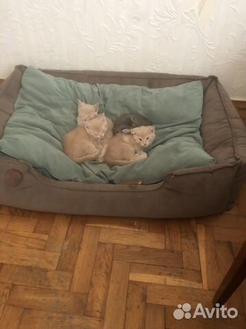 Котята бесплатно в добрые руки