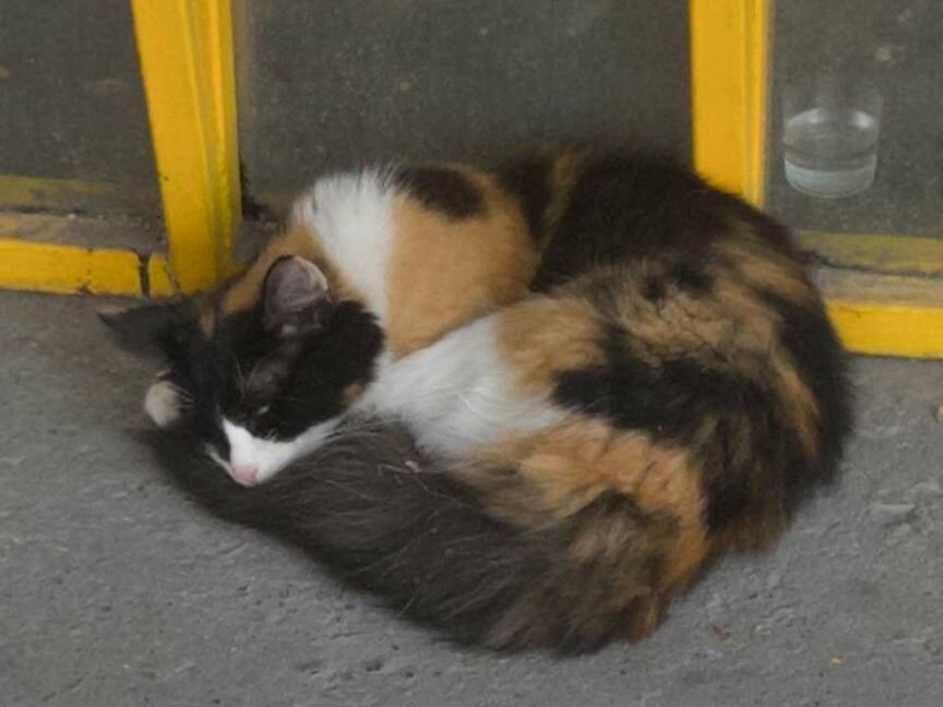 Кошка