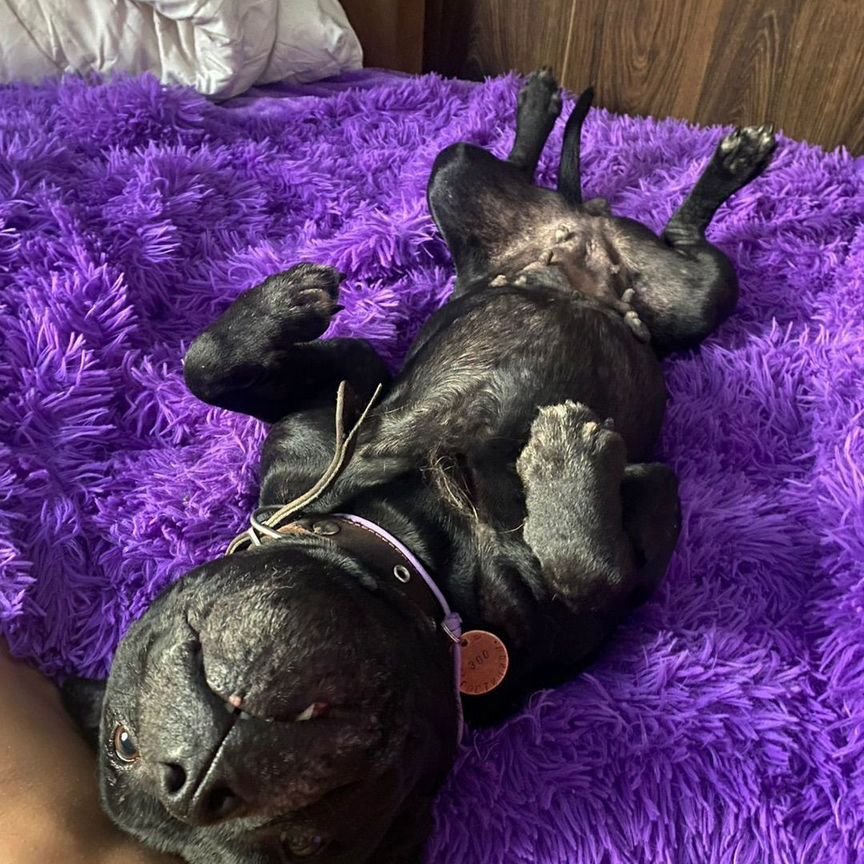 Собака в добрые руки