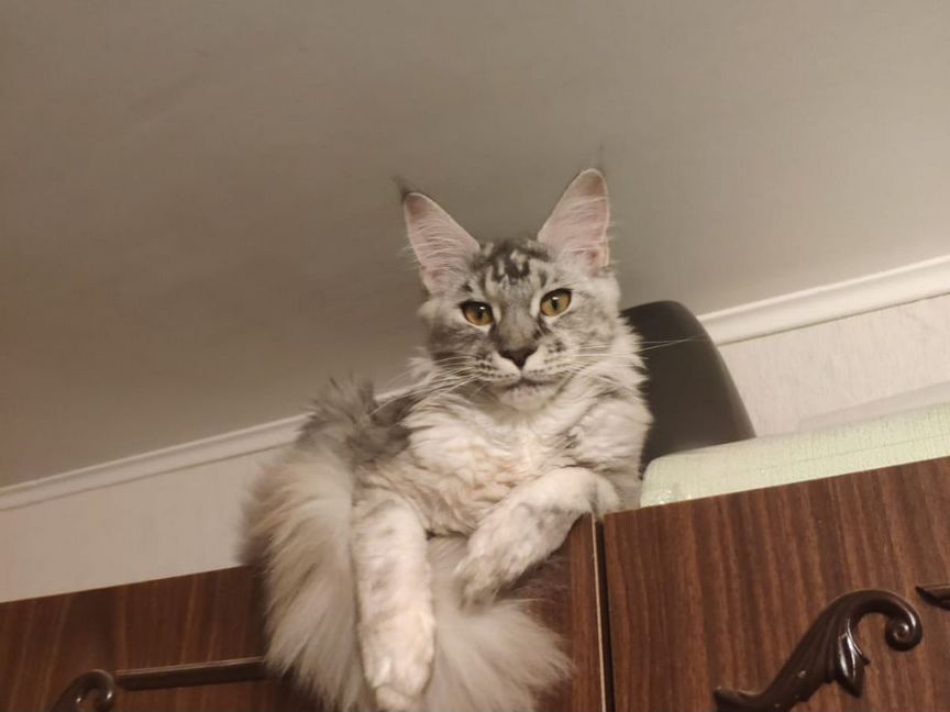 Котята мейн-кун