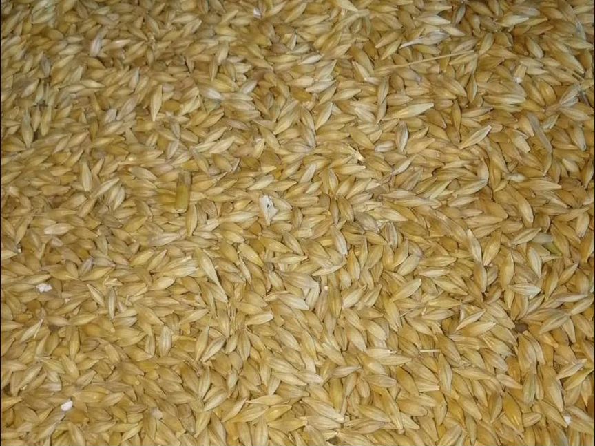 Семечко, Фуражный горох на корм