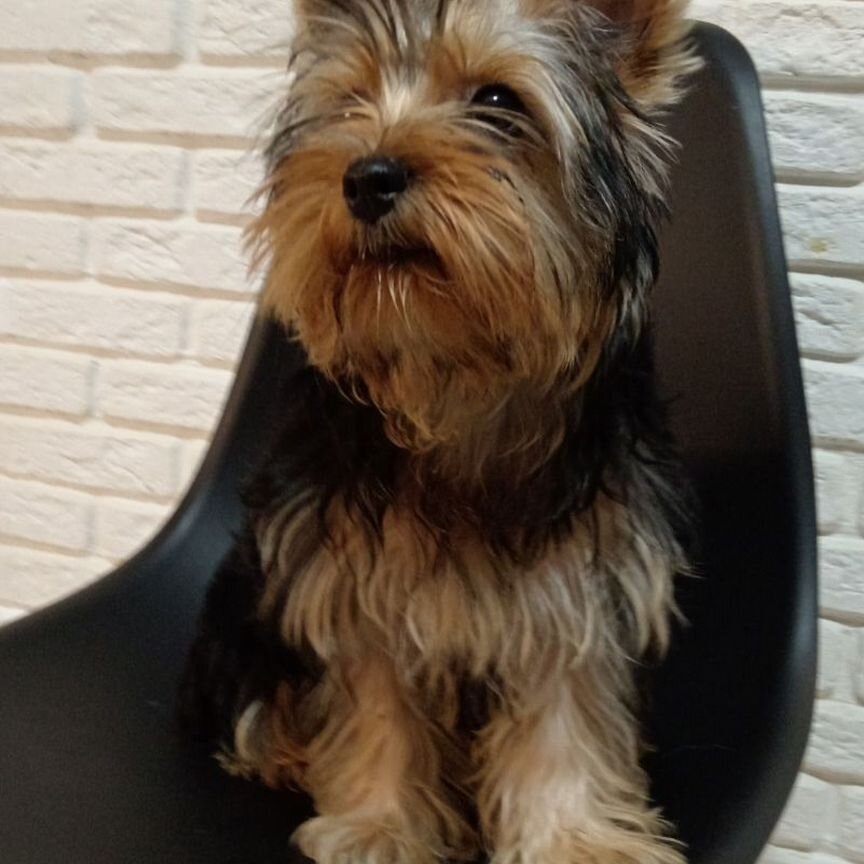 Йоркширский терьер, девочка