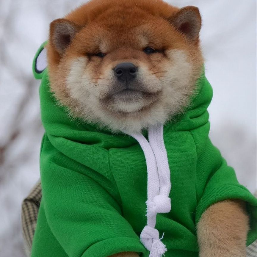 Супер Сиба