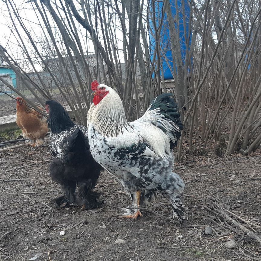 Петухи породы брама
