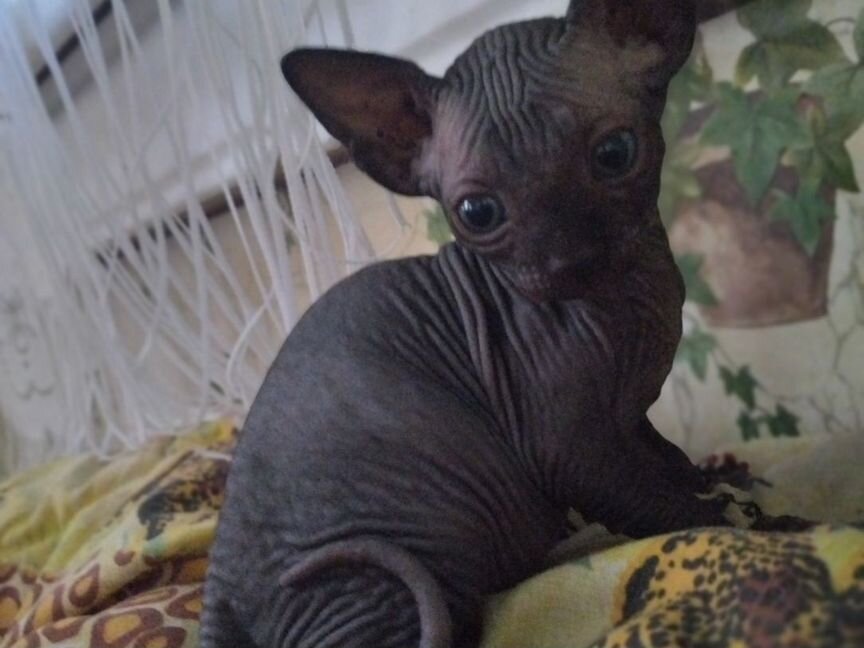 Канадский сфинкс котята (бронь)