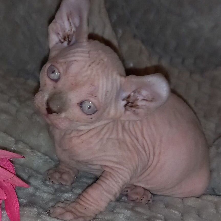 Канадский сфинкс эльф котенок