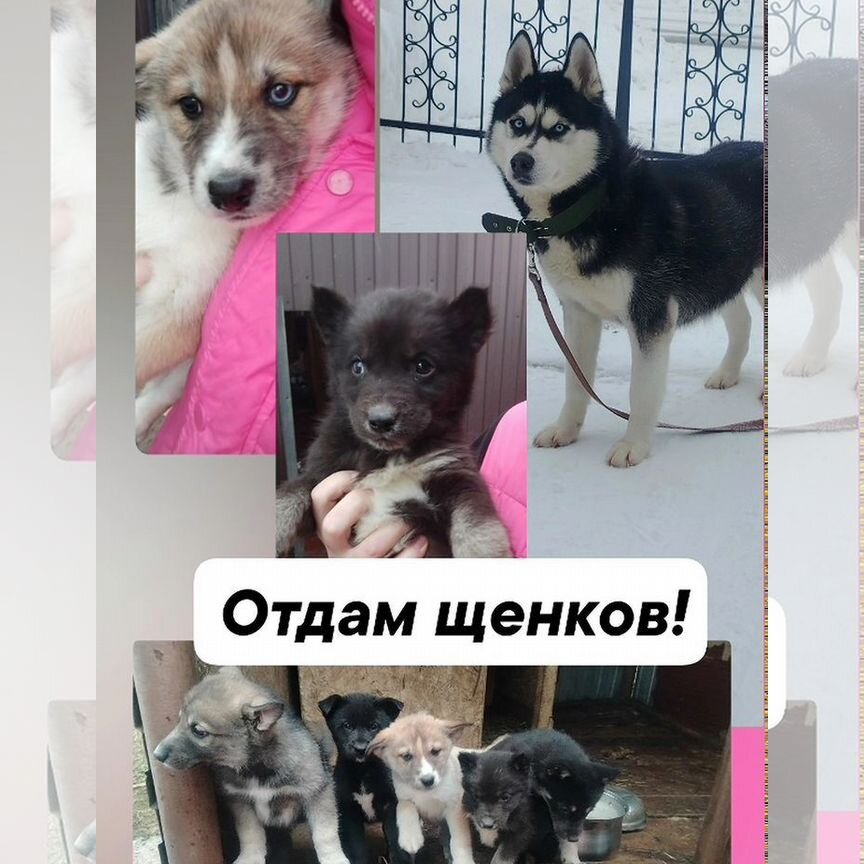 Сибирский хаски, щенок