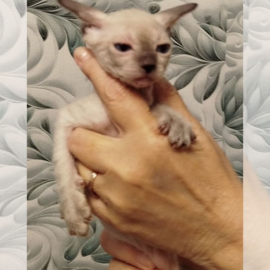 Донской сфинкс котёнок
