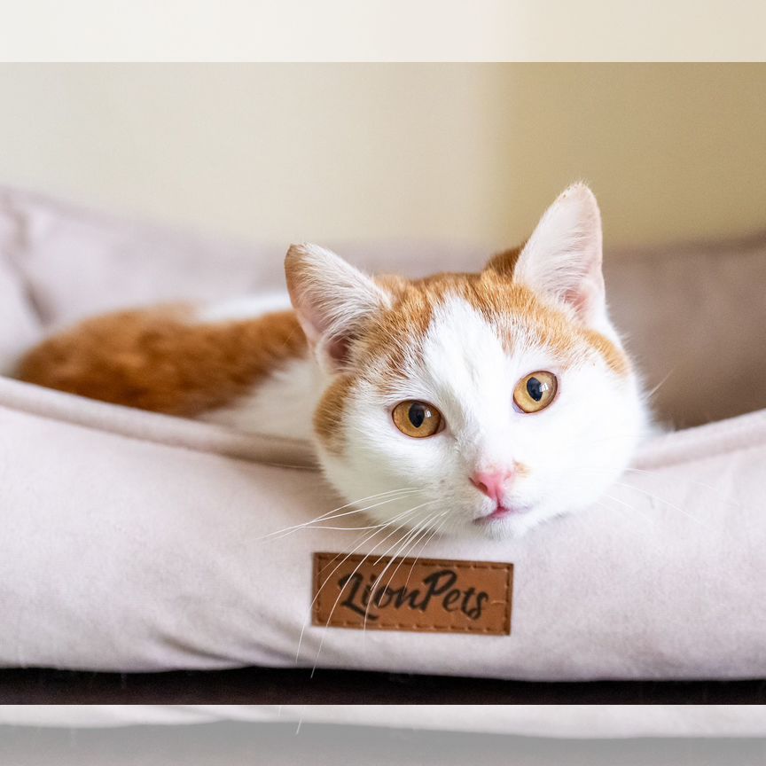 Котёнок из приюта