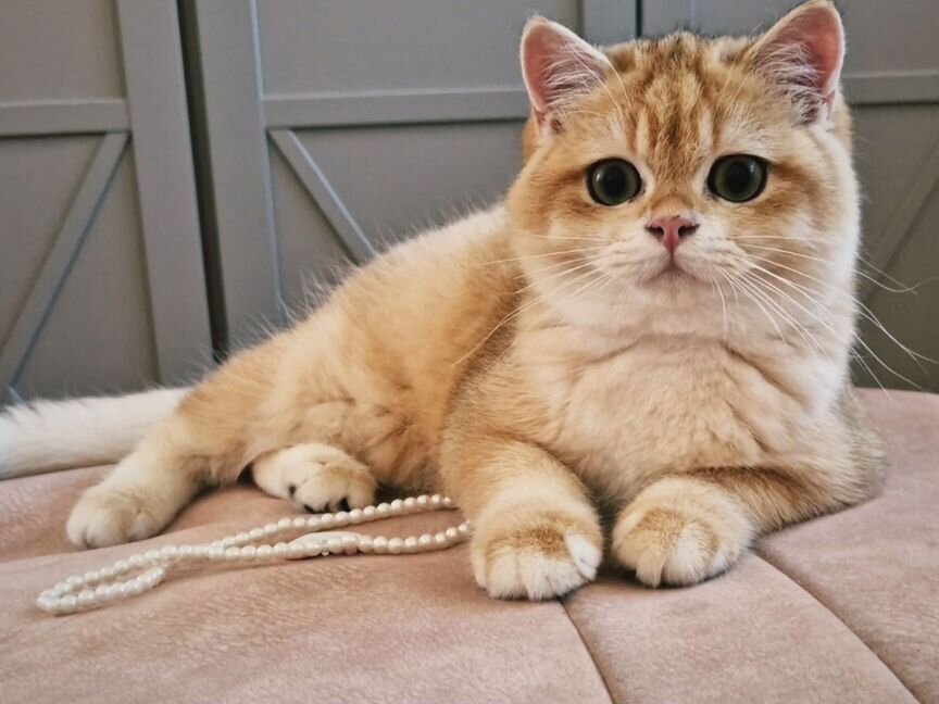 Британская золотая шиншилла мальчик