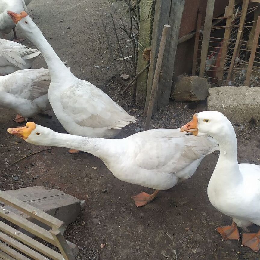 Гуси на развод