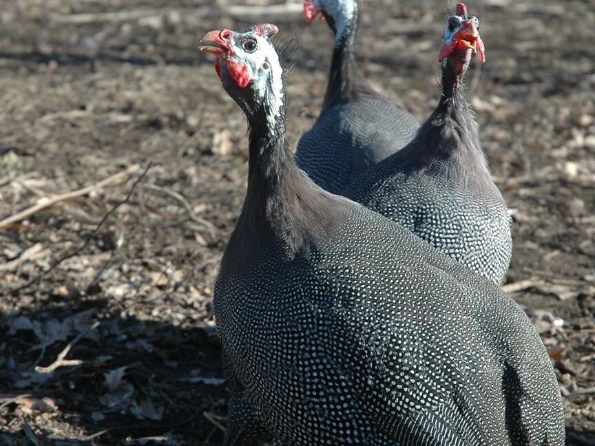 Цесарки самцы