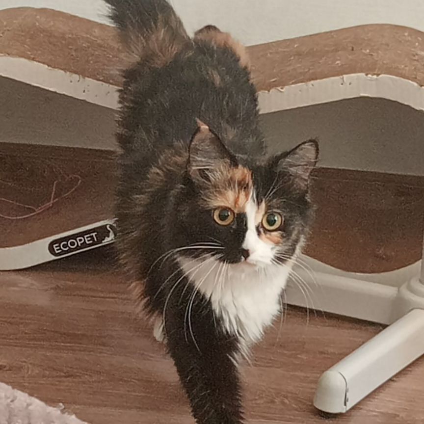 Взрослая, Девочка кошка в добрые руки