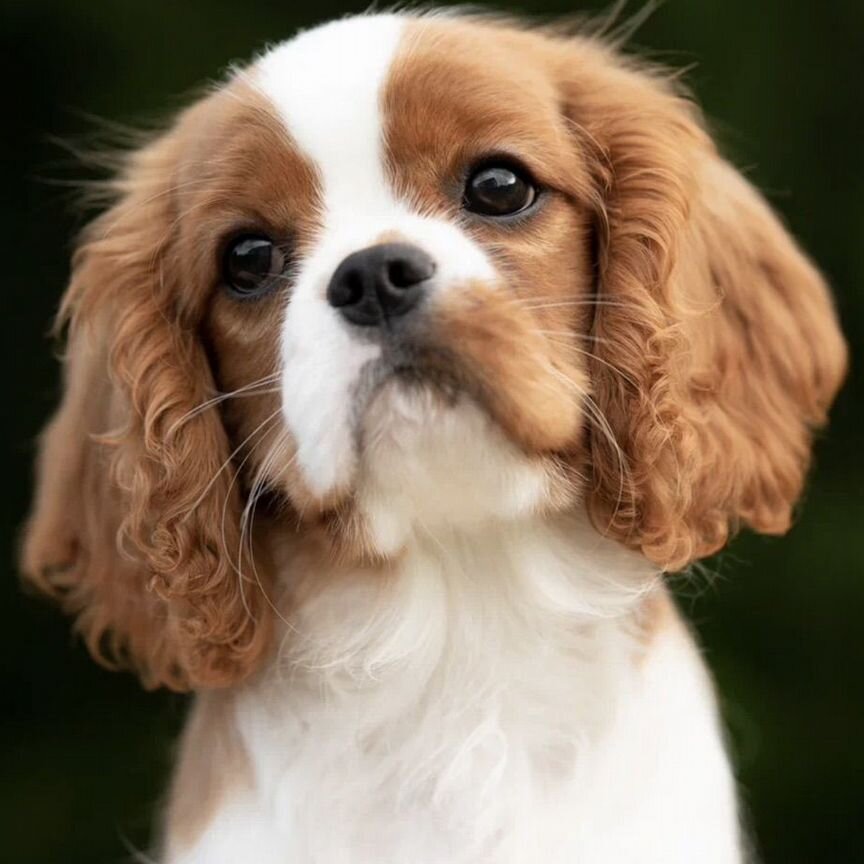 Красавчик кавалер кинг чарльз спаниель