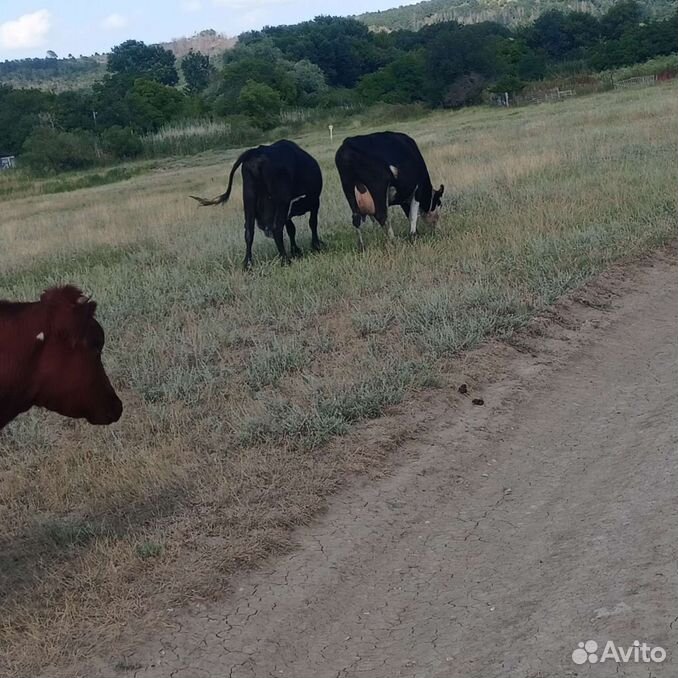 Карова Тёлки высокоудойных коров козы овцы телята