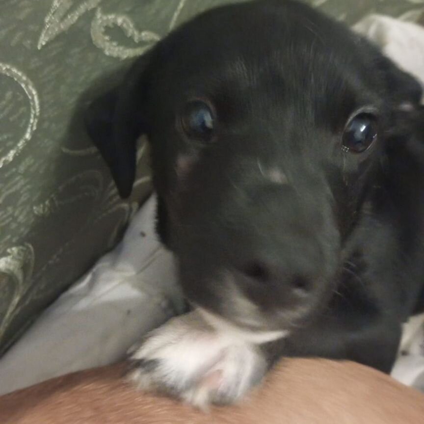 Отдам щенка в добрые руки