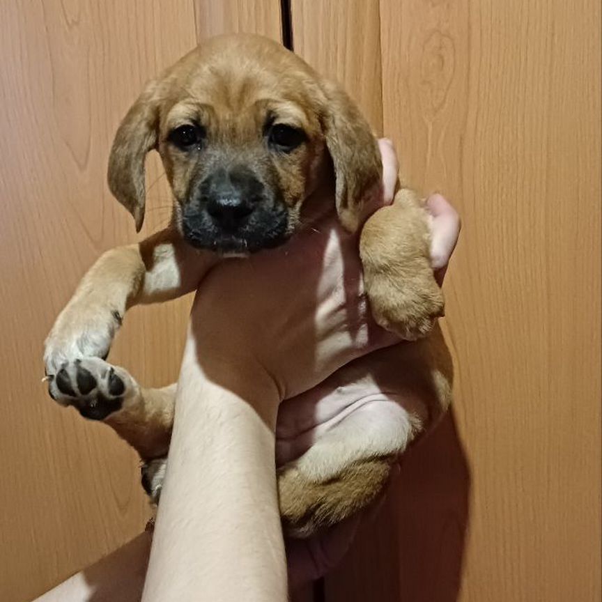 Русский спаниель помесь с таксой