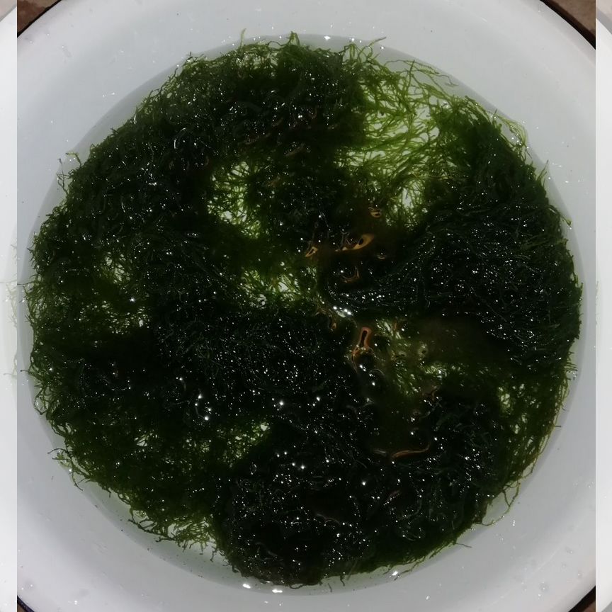 Яванский мох для аквариума