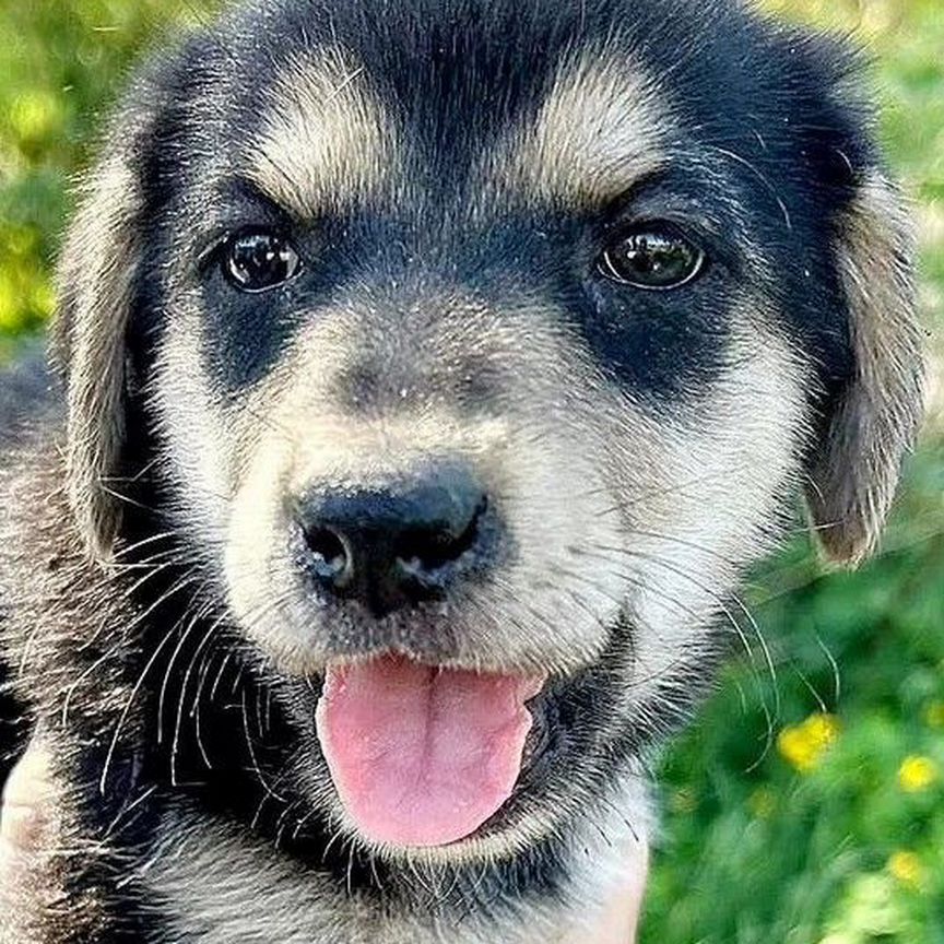 Щенок в добрые руки