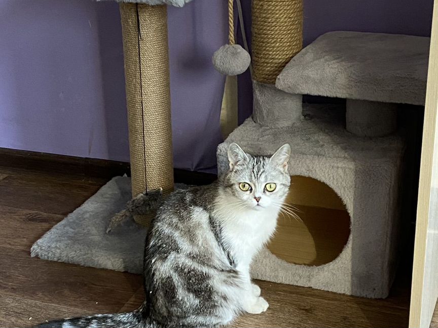 Кошка шотландская страйт