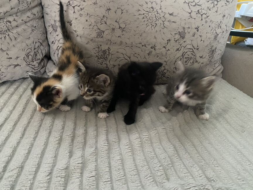 Котята в добрые руки