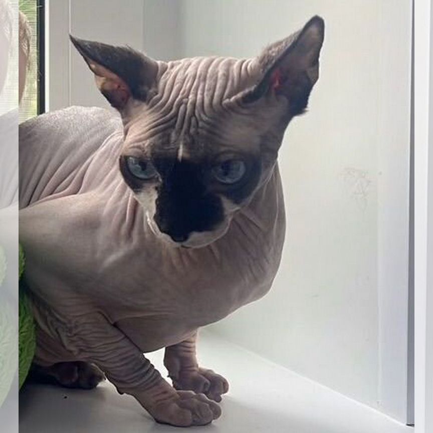 Канадский сфинкс, взрослый кот