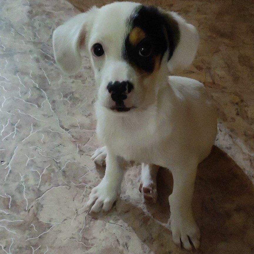 Джек-рассел-терьер, щенок