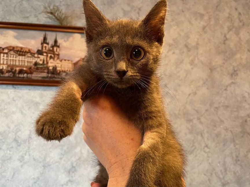 Подарю котеночка