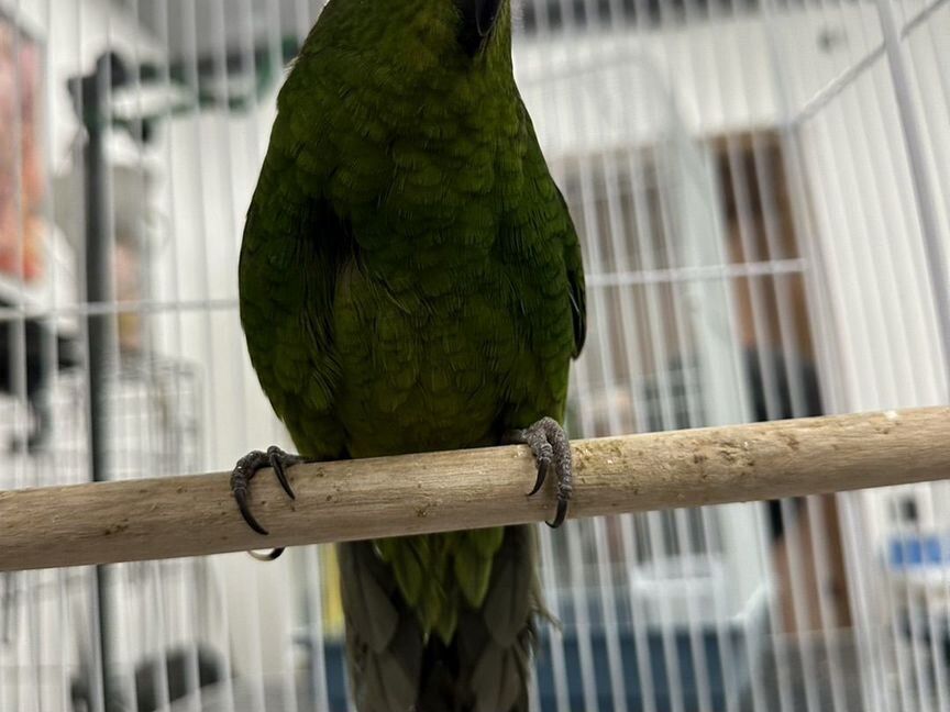 Попугай какарик