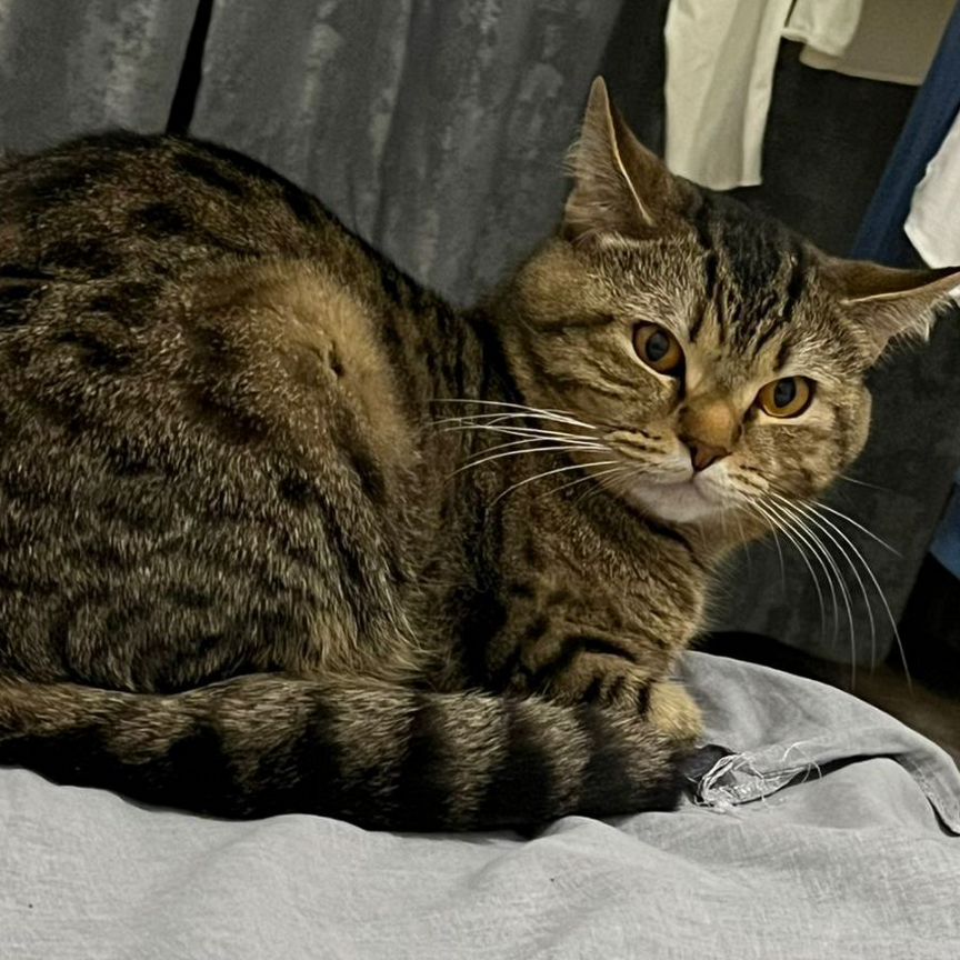 Отдам кота