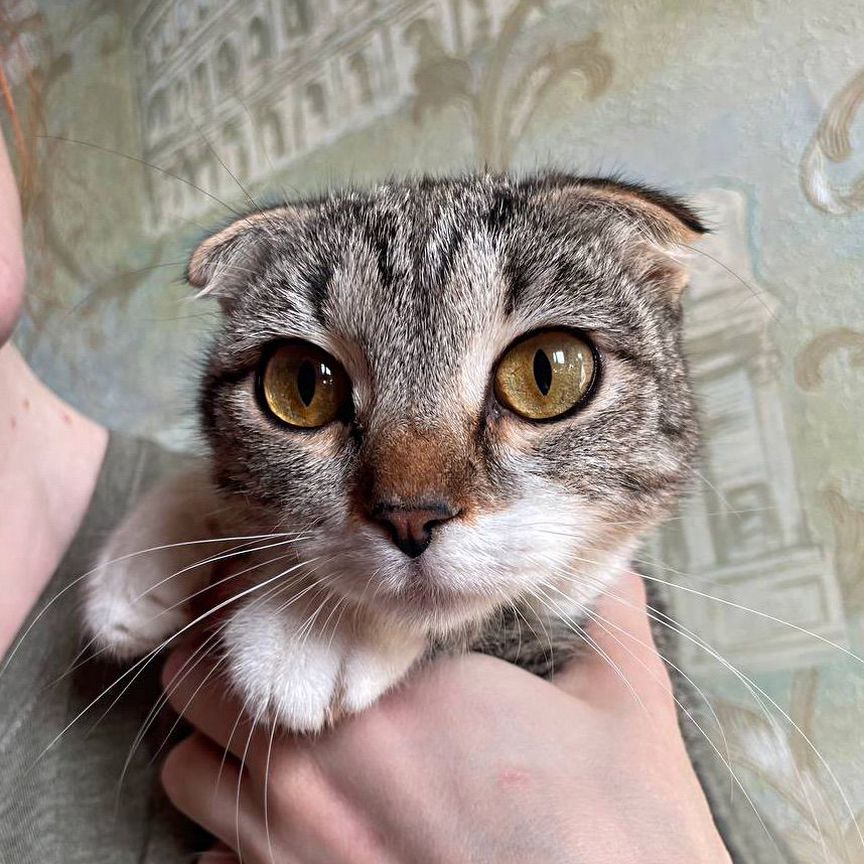 Котёнок девочка Сара