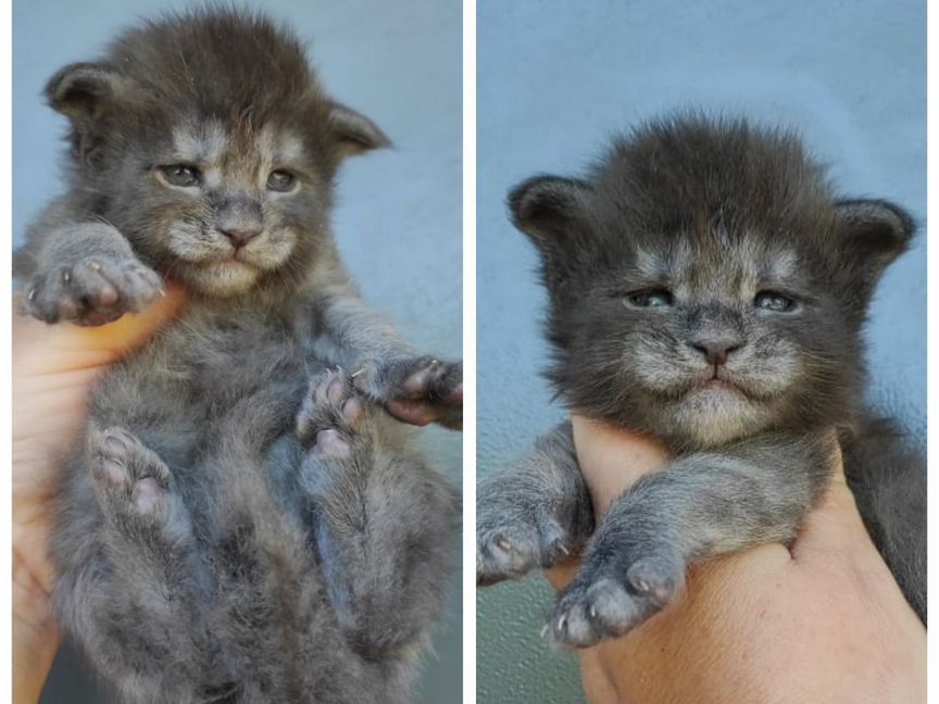 Мейн-кун редкий окрас голубой дым мальчик